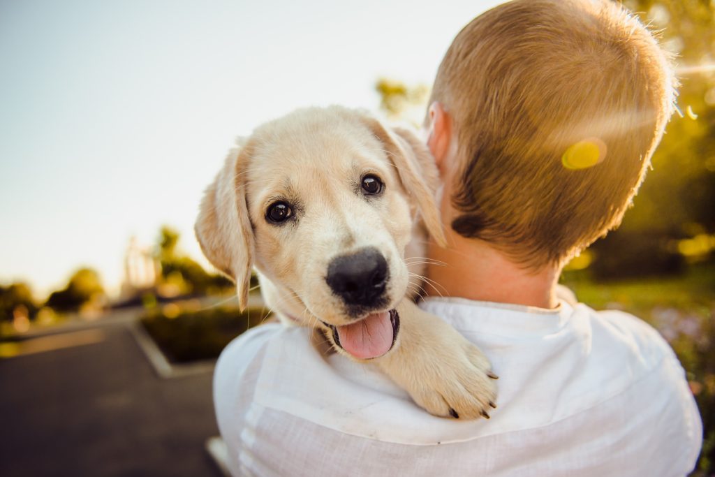 5 Things to Consider Before Getting a Pet - The Urban HousewifeThe ...